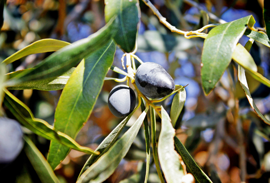 Exploring the World of Olive Oils: Single-Varietal vs. Blended? – Nuvo ...