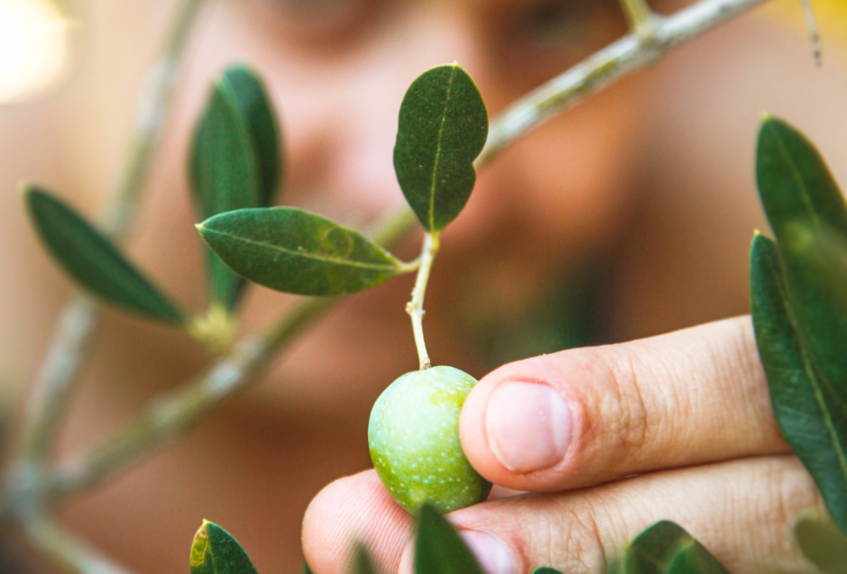 How Picking Olives Makes a Difference - Harvest Time – Nuvo Olive Oil