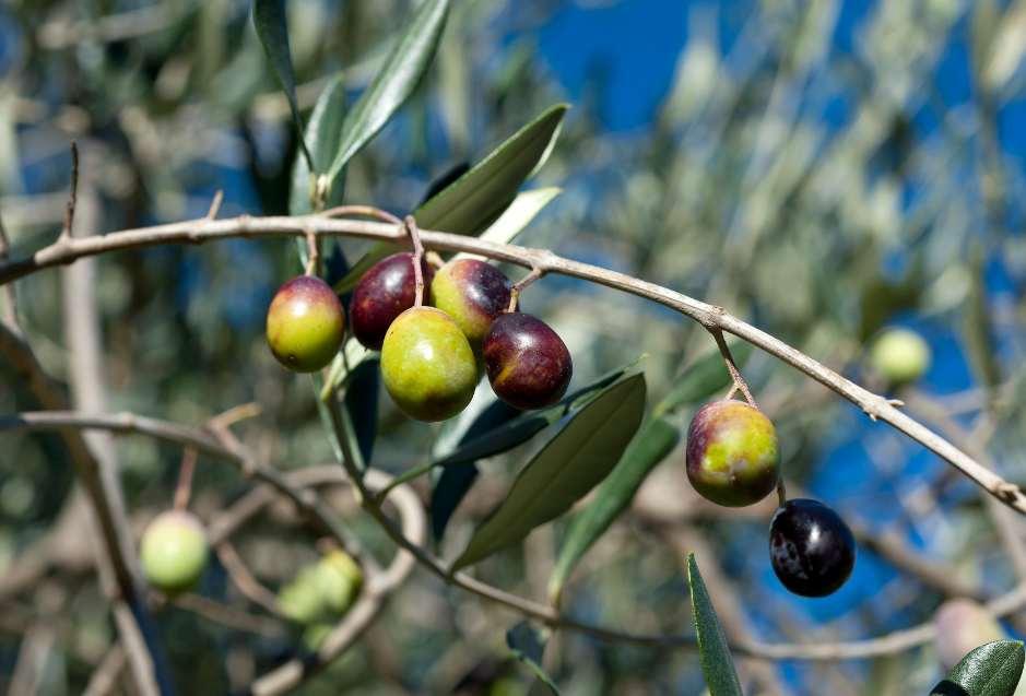 Exploring the Rich Flavors of Taggiasca Olives in Your Olive Oil – Nuvo ...
